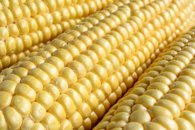 Grains of Ripe Corn. Side View, Corn Background. Macro Image Stock ...