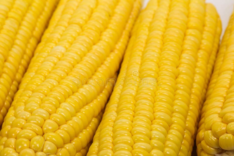 Grains of ripe corn stock photo. Image of plant, nature - 44087902