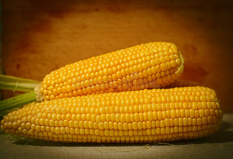 Grains of ripe corn stock image. Image of farmer, corn - 58208585