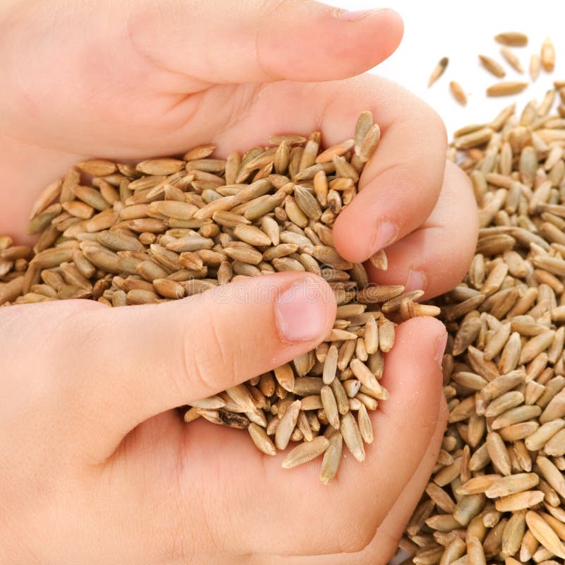 Rye grain closeup stock photo. Image of comestibles, background - 18300752