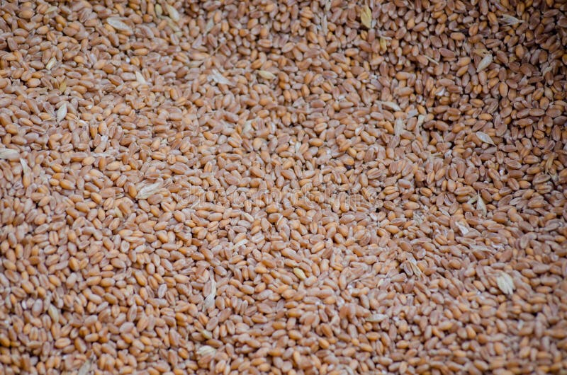 Grains of rye. Background stock image. Image of background - 83140383