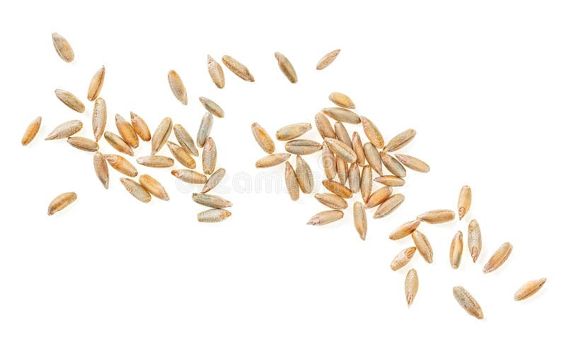 Grains of Rye Isolated on White Background, View from Above. Rye Seeds ...