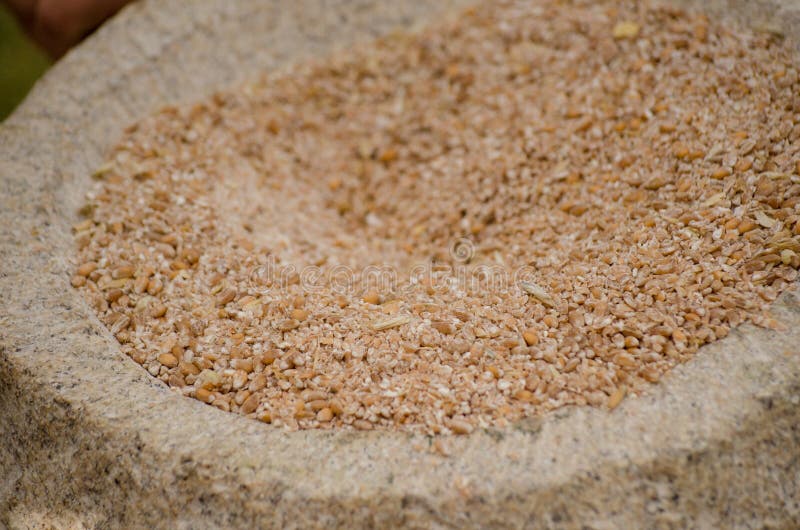 The Grains of Rye in the Milled Stock Photo - Image of harvest ...