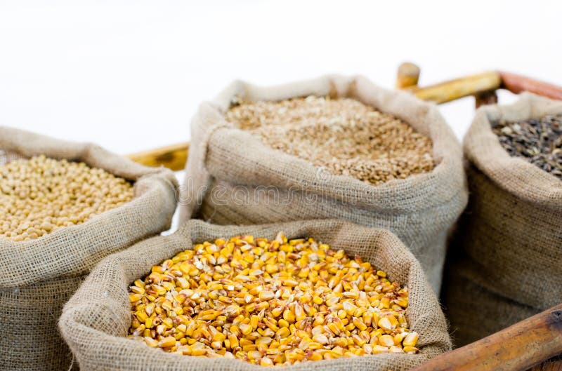 Grains in sacks stock photo. Image of farming, ingredient - 54545770