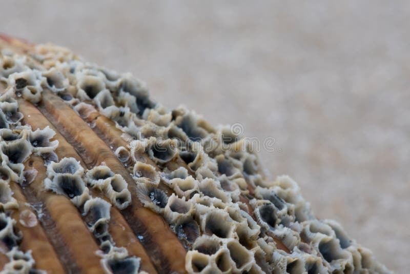 Grains of Sand and Barnacles on Shell Close Up Stock Photo - Image of ...