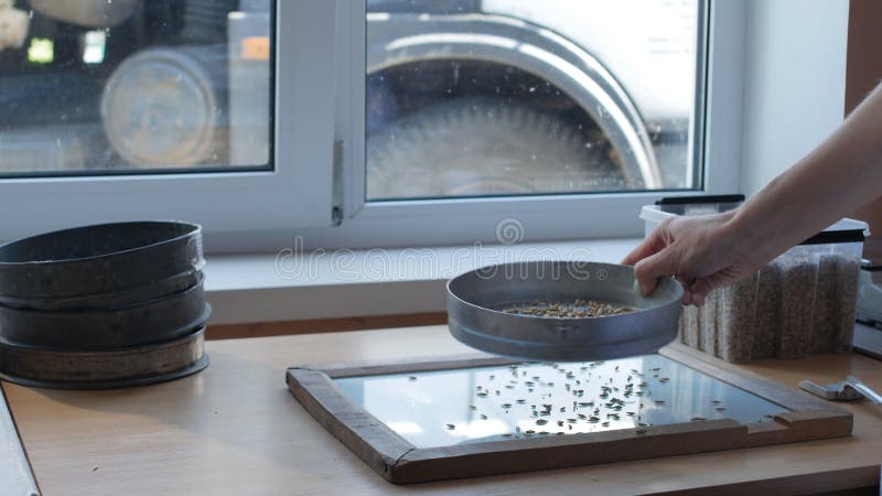 Samples of Grains of Wheat, Barley in Container for Quality Control or ...