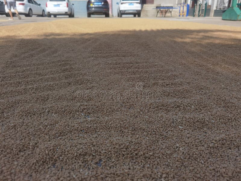 Drying Millet in the Countryside of Xi an, Shaanxi, China Stock Image ...