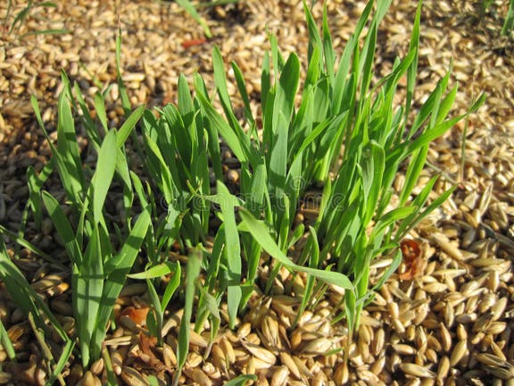 Grains sprouts stock photo. Image of sprout, closeup - 31416424