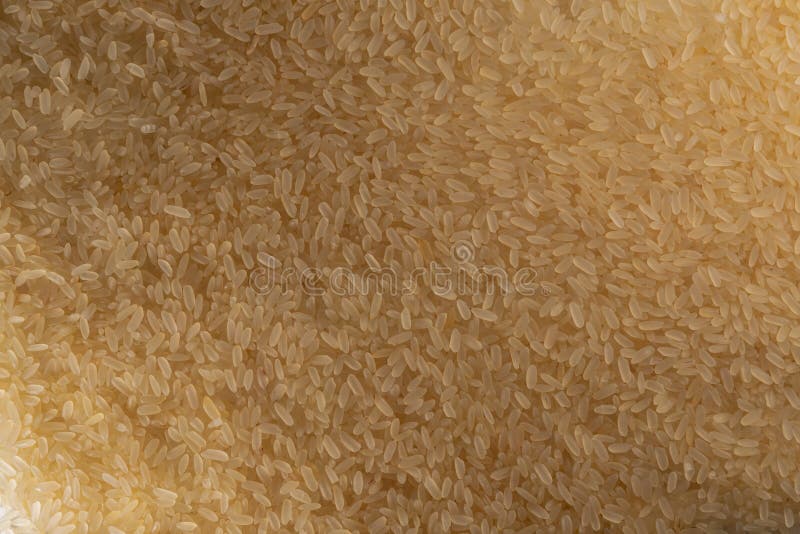 Grains of Steamed Rice, Scattered on the Surface. Stock Image - Image ...