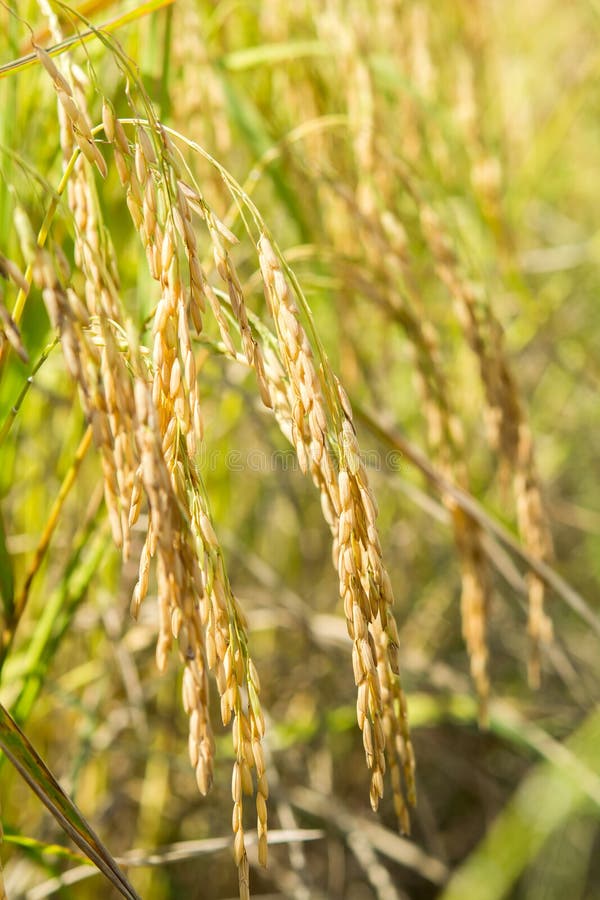 Grains and Trees with Sunlight Stock Image - Image of bicornis ...