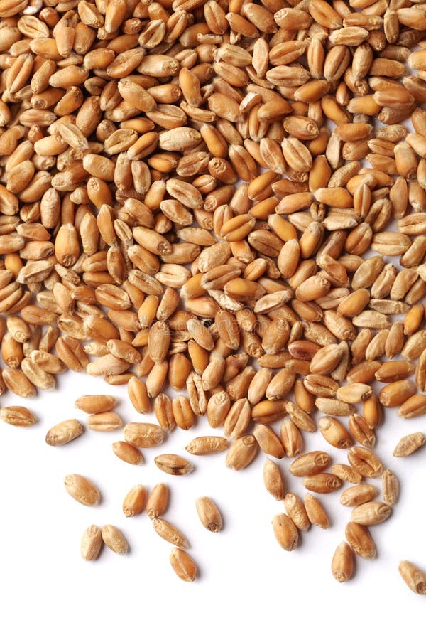 Grains of wheat stock photo. Image of eating, particle - 25396576