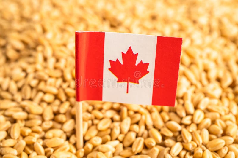 Grains Wheat with Canada Flag, Trade Export and Economy Stock Photo ...