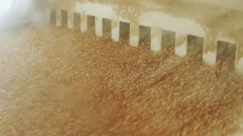 Wheat Grains are Cleaning and Sieving by Vibration, Modern Automated ...