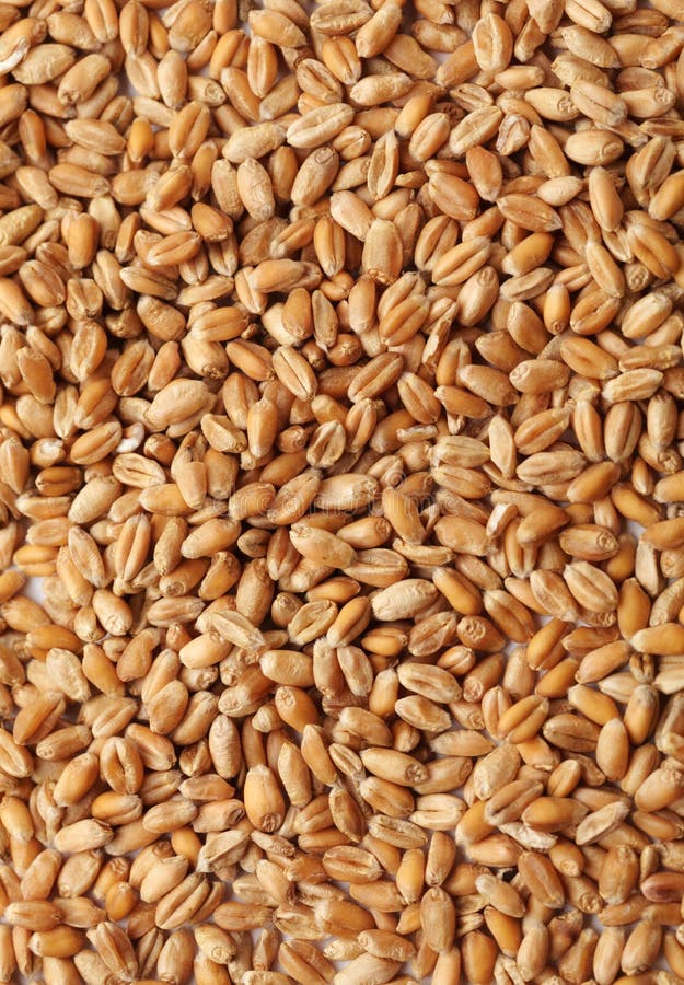 Wheat grains stock photo. Image of bowl, agronomy, ingredient - 54409792