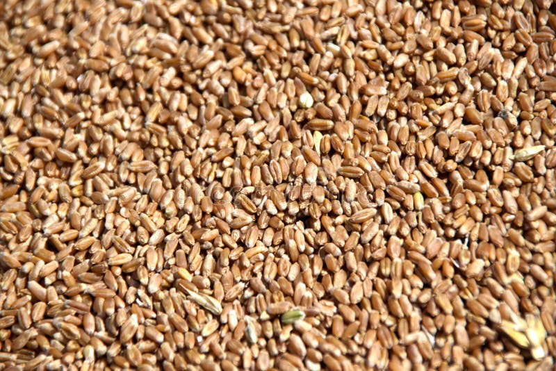 Grains of Wheat in Closeup View Agriculture Texture Image Stock Image ...