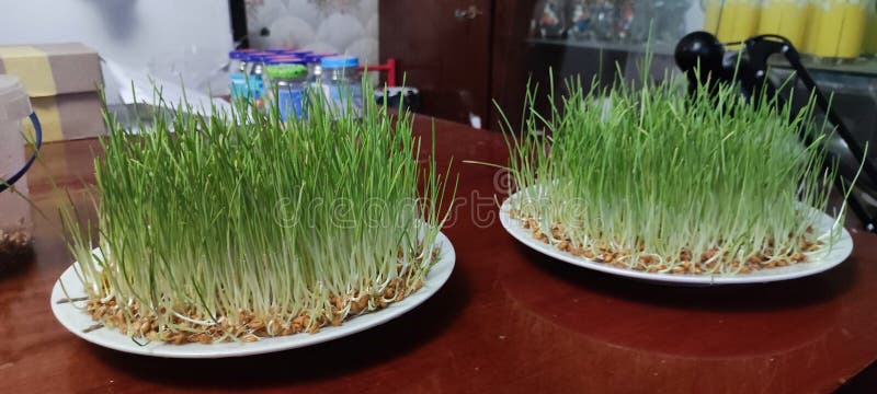 Grains Wheat Growth Grass Seeds Stock Photo - Image of food, leaf ...