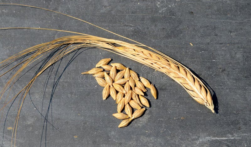 Barley grains and pod. stock image. Image of grain, grains - 122910901