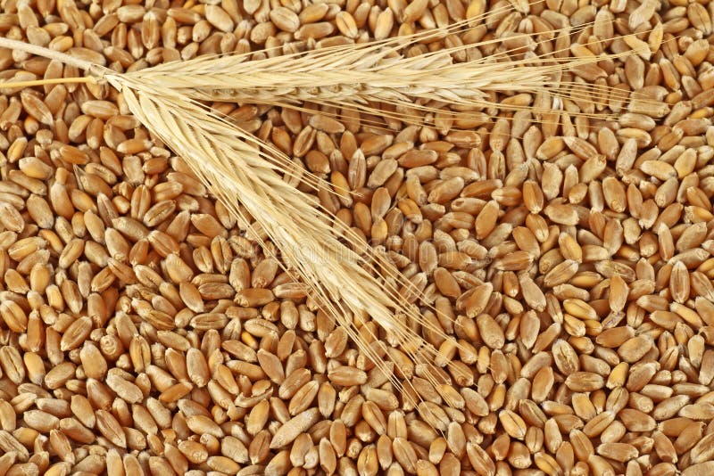 Plant Wheat with Roots Isolated on White Background Stock Image - Image ...