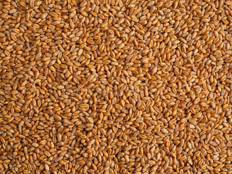 Grains of Wheat Spread on the Surface. Top View, Natural Background ...