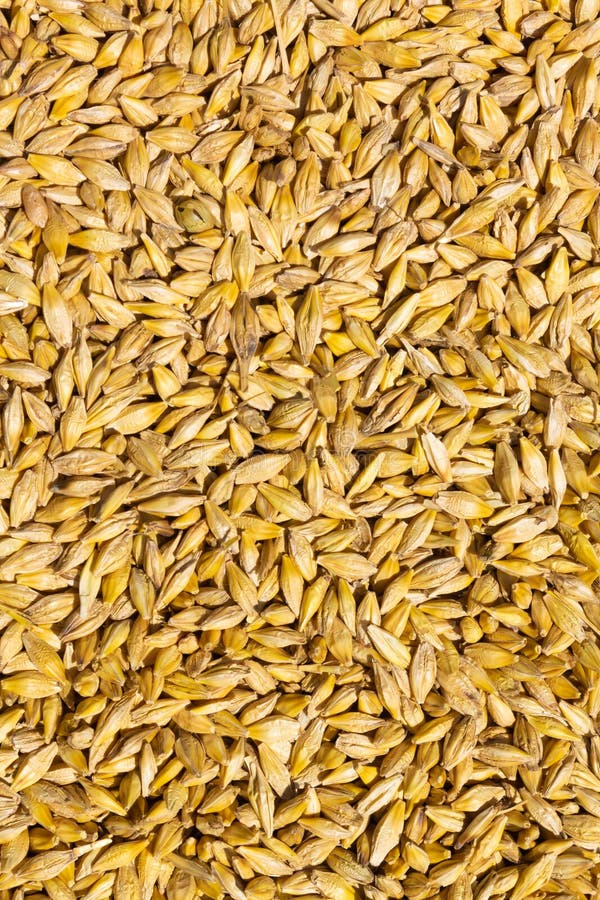 Grains of Wheat. Top View Wheat Stock Photo - Image of yellow, berry ...