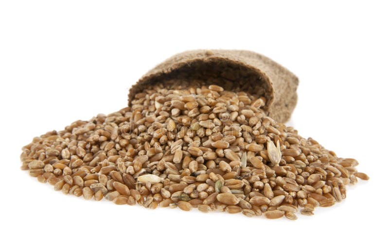 Grains of wheat stock photo. Image of meal, brown, agriculture - 47896384