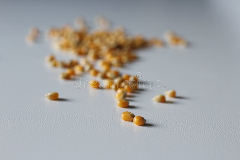 Grains of Wheat on a White Table Stock Photo - Image of life, wheat ...
