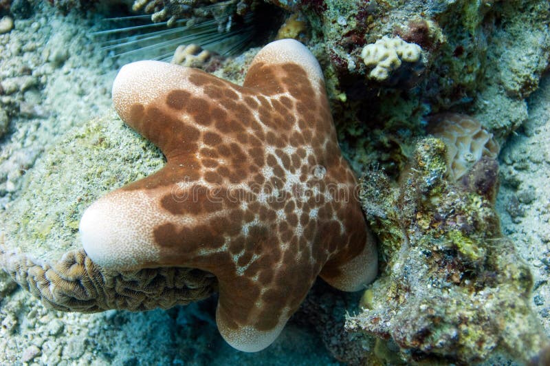 Grainy cushion star stock image. Image of deep, nature - 14295267