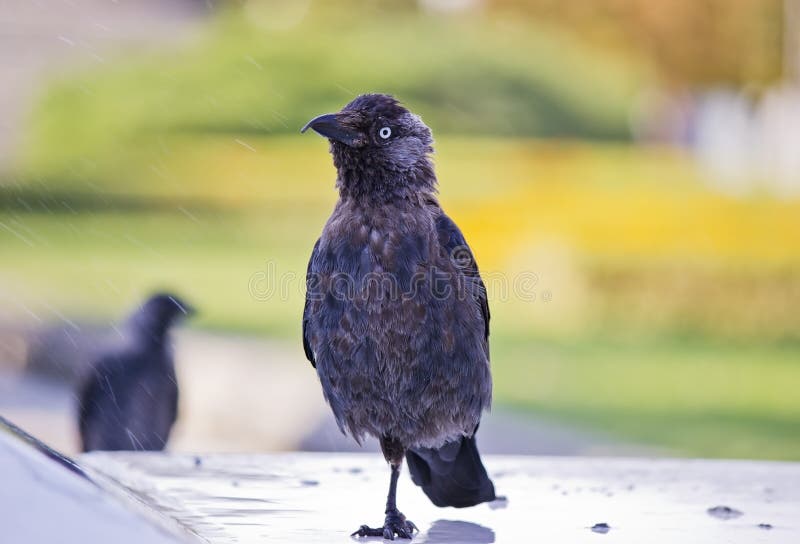 Grajo foto de archivo. Imagen de vuelo, pico, travieso - 36551246
