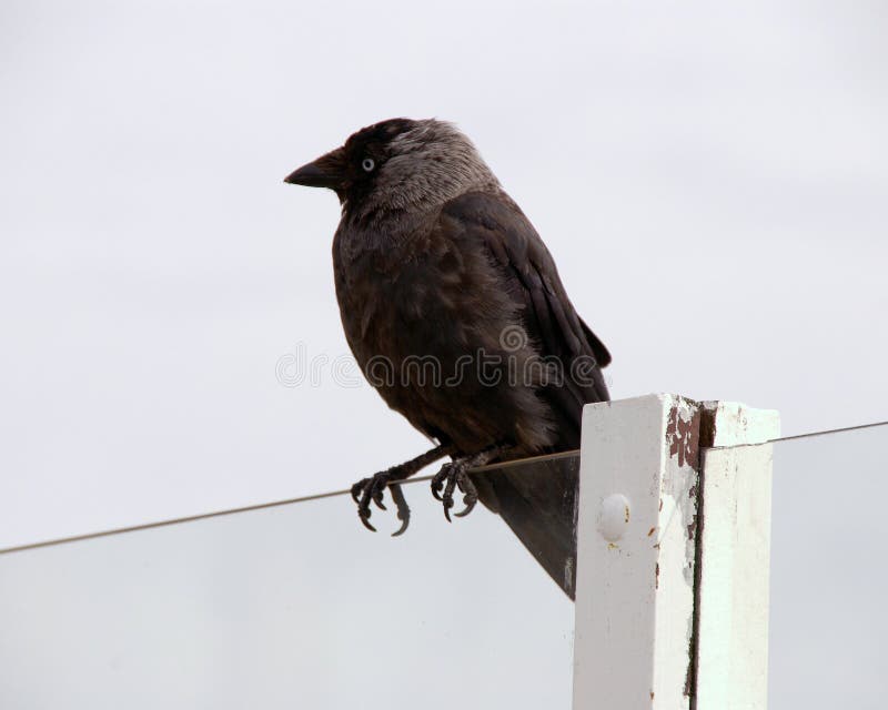 Grajo imagen de archivo. Imagen de mirlo, pico, animal - 6199369