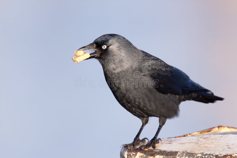 Grajilla Con Pastel En El Pico Foto de archivo - Imagen de madera ...