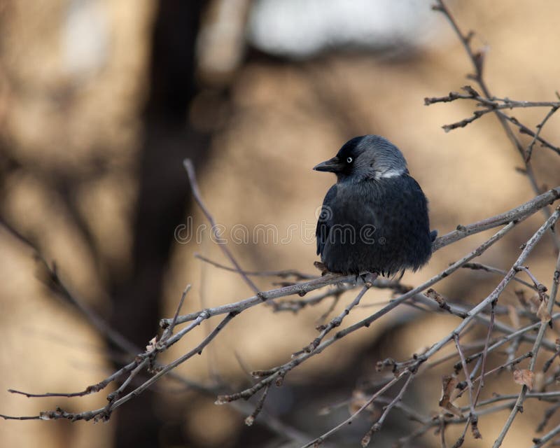 Grajo, Daw (monedula Del Corvus) Foto de archivo - Imagen de sentada ...