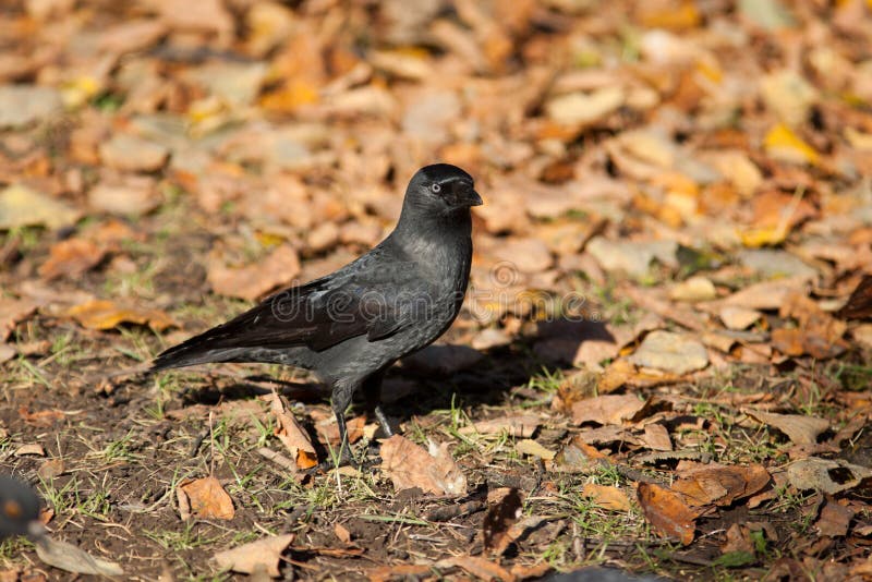 Grajo, Daw (monedula Del Corvus) Foto de archivo - Imagen de copia ...
