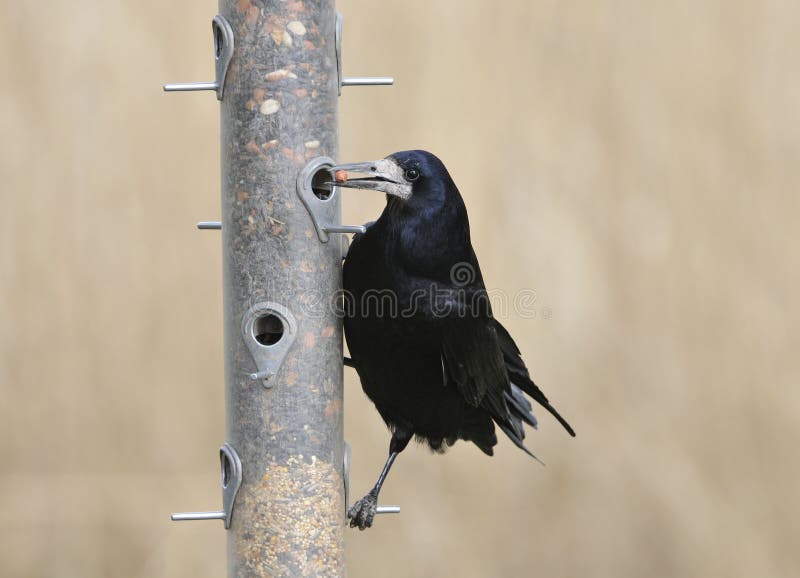 Grajo En Alimentador Del Pájaro Foto de archivo - Imagen de salvaje ...