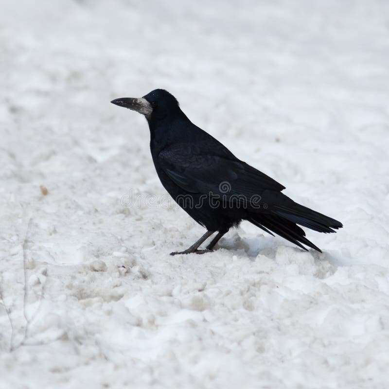 Grajo (frugilegus Del Corvus) Imagen de archivo - Imagen de cara ...