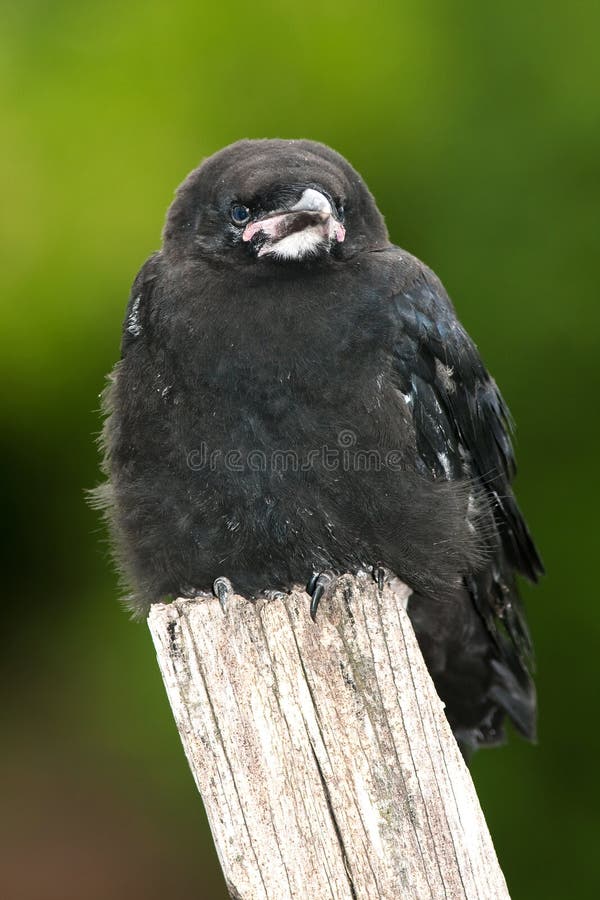 Grajo (frugilegus Del Corvus) Imagen de archivo - Imagen de estrépito ...