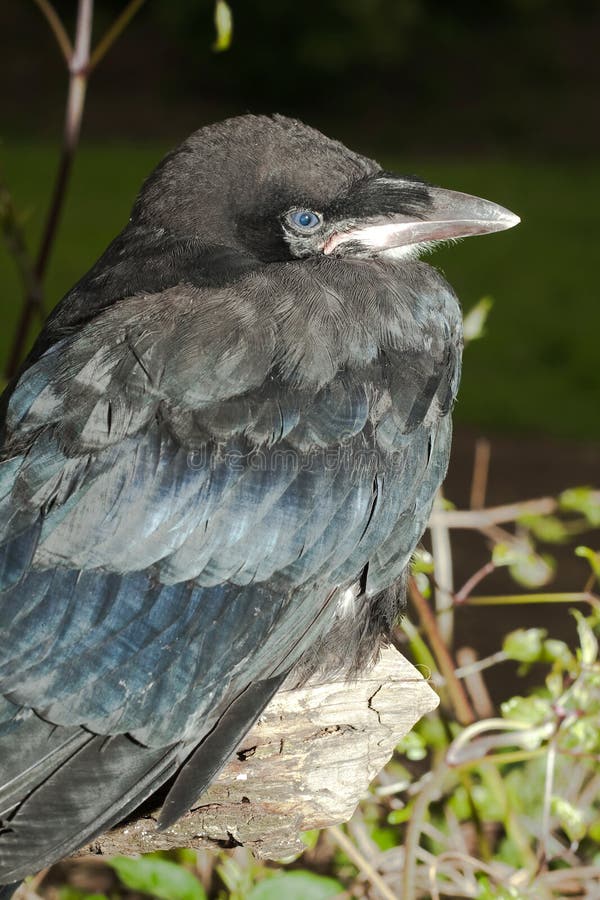 Grajo (frugilegus Del Corvus) Imagen de archivo - Imagen de grajo, cubo ...