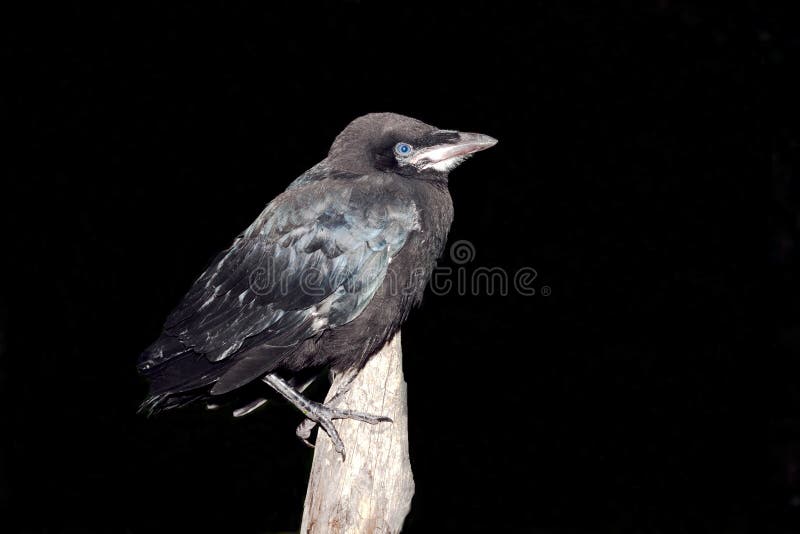 Grajo (frugilegus Del Corvus) Foto de archivo - Imagen de especie ...