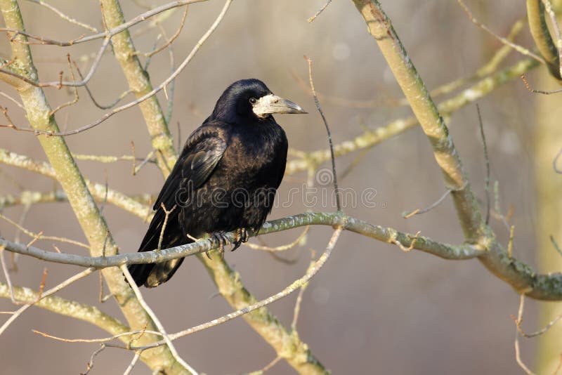 Grajo, Frugilegus Del Corvus Imagen de archivo - Imagen de corvus ...