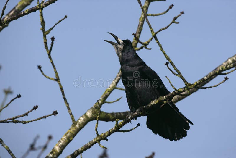 Grajo, Frugilegus Del Corvus Imagen de archivo - Imagen de cortina ...