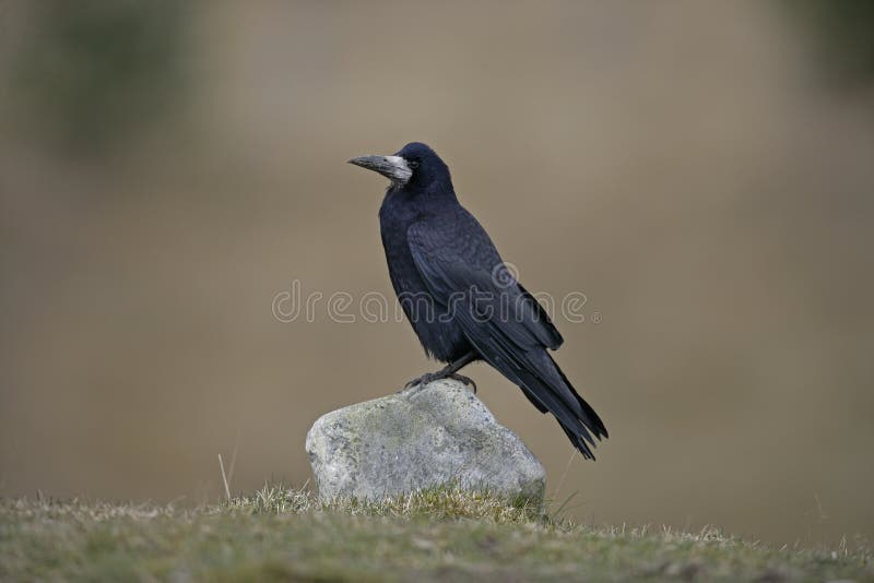 Grajo, Frugilegus Del Corvus, Foto de archivo - Imagen de cubo, campo ...