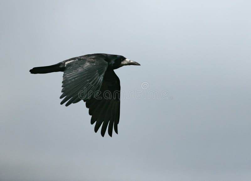 Grajo, Frugilegus Del Corvus, Foto de archivo - Imagen de granja ...