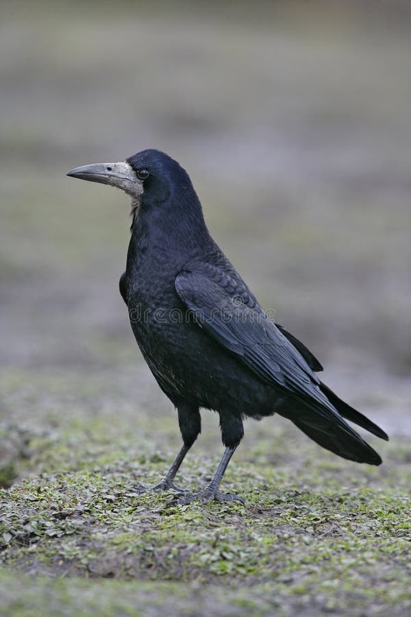 Grajo, Frugilegus Del Corvus, Foto de archivo - Imagen de corvus ...