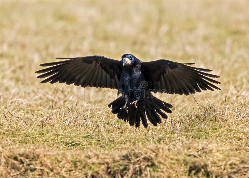 Grajo - Frugilegus Del Corvus Con El Plumaje Iridiscente Encaramado En ...
