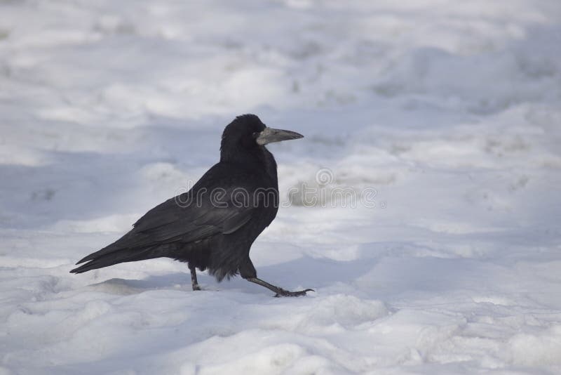 Grajo (frugilegus Del Corvus) Foto de archivo - Imagen de tarde, corvus ...