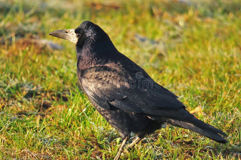 Grajo negro en la tierra imagen de archivo. Imagen de garra - 47862533