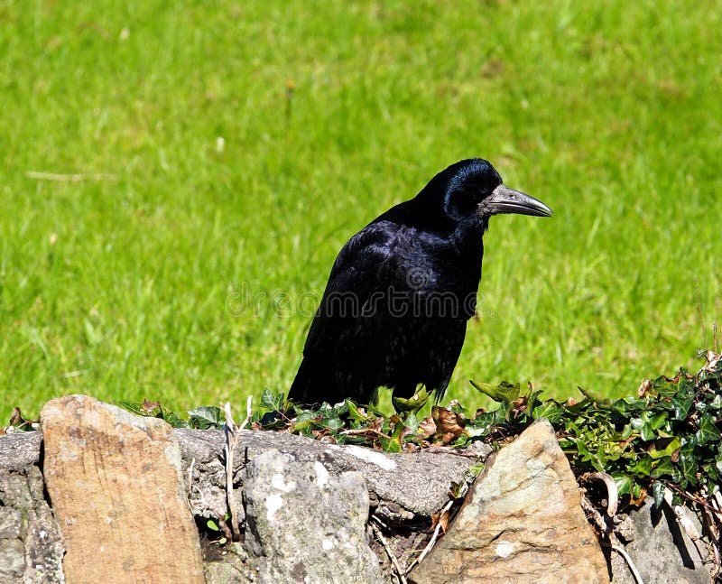 Grajo (frugilegus Del Corvus) Foto de archivo - Imagen de birdwatching ...