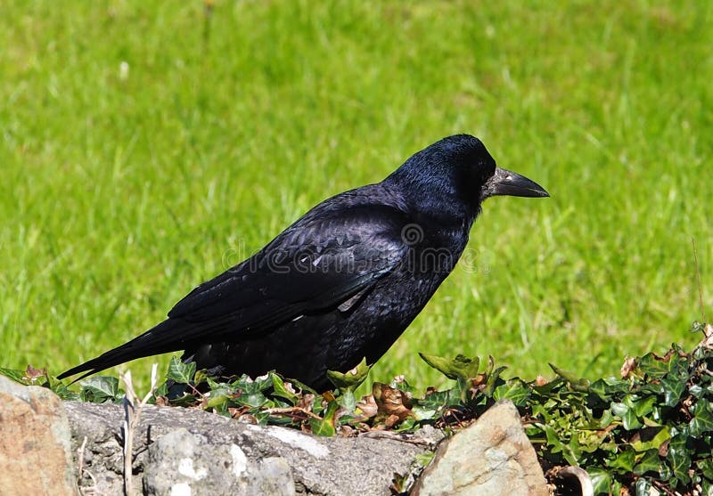 Grajo (frugilegus Del Corvus) Foto de archivo - Imagen de rookery ...