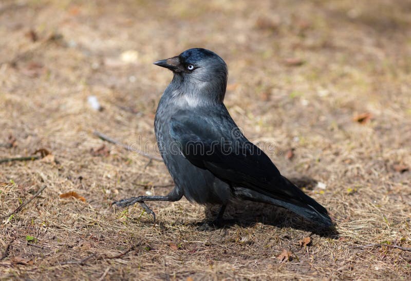 Grajo que recorre imagen de archivo. Imagen de caminata - 19273877