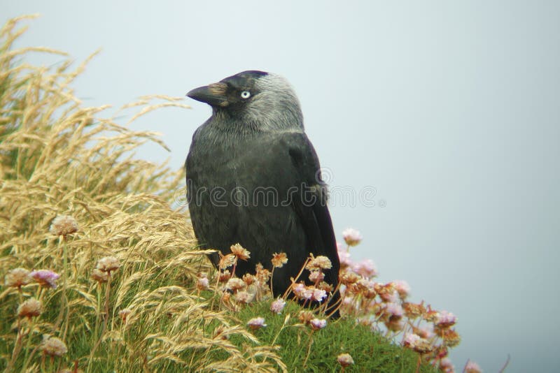 Grajo Que Se Encarama, Monedula Del Corvus Foto de archivo - Imagen de ...