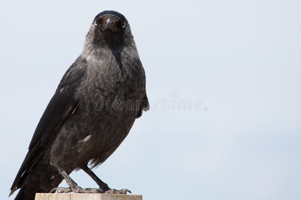 Grajo que se sienta imagen de archivo. Imagen de negro - 10619117